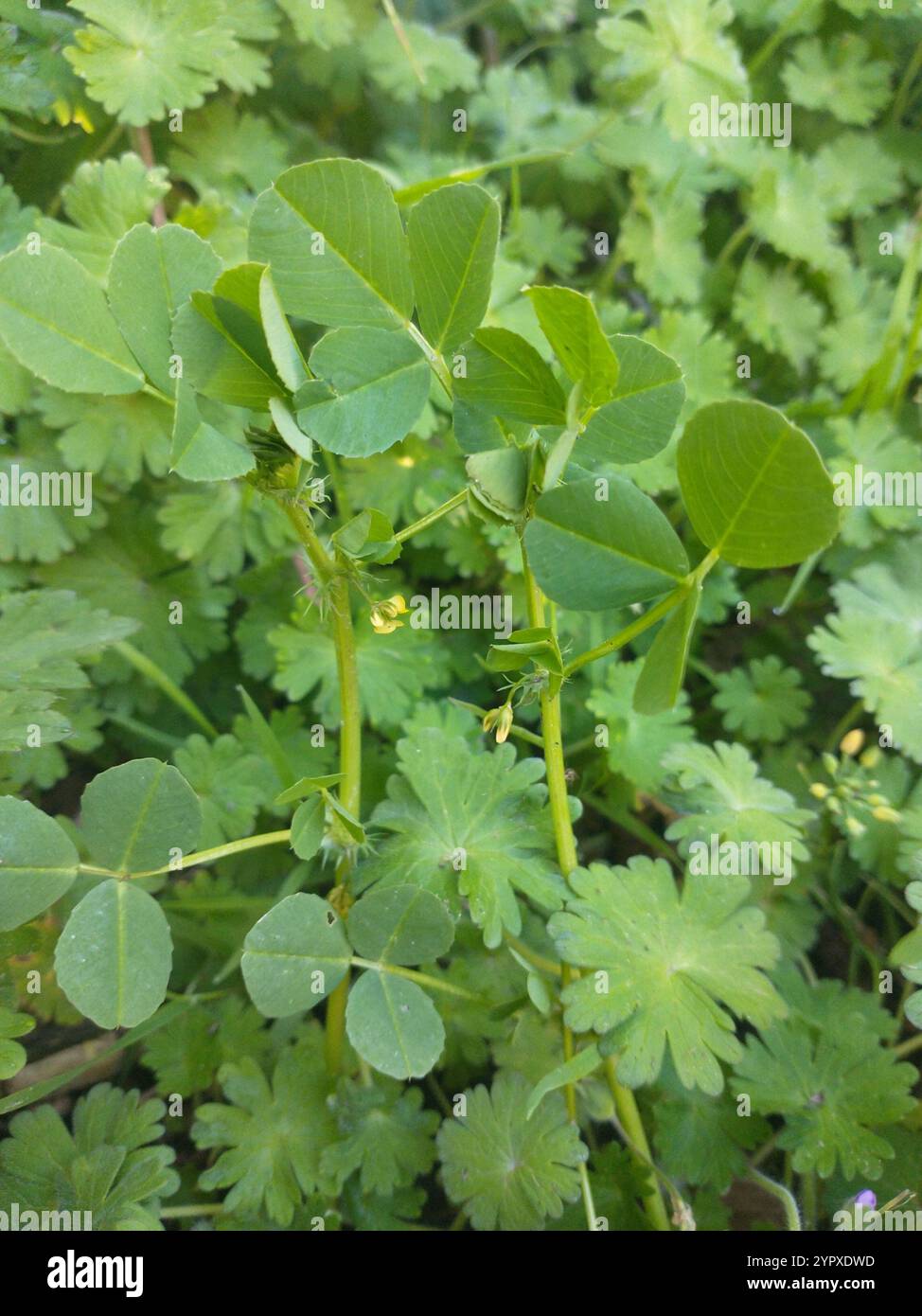 bur clover (Medicago polymorpha Stock Photo - Alamy
