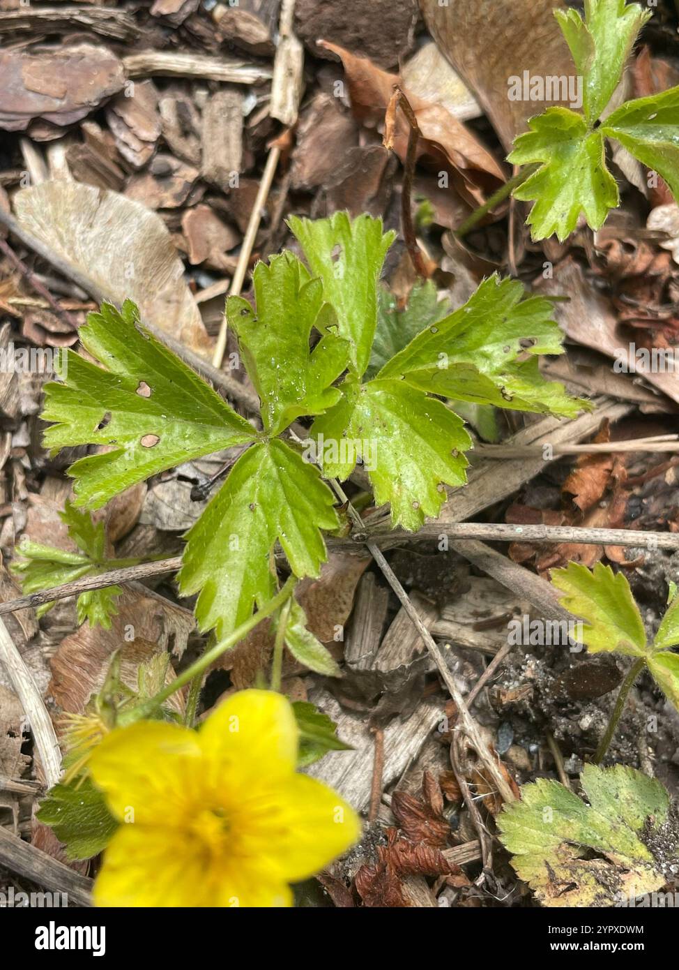 Siberian barren strawberry (Waldsteinia ternata Stock Photo - Alamy