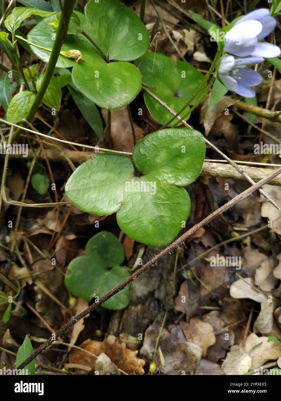 Liverleaf (Hepatica nobilis Stock Photo - Alamy