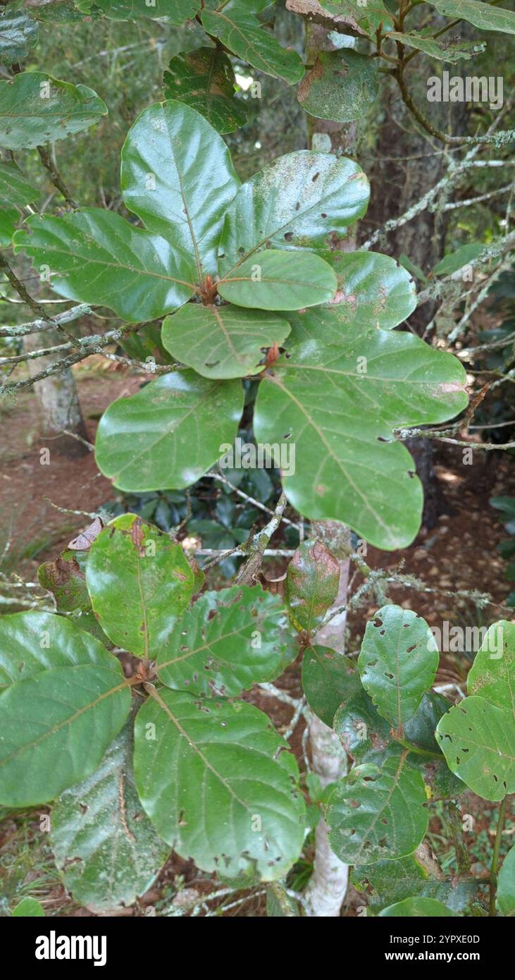 Taraire hi-res stock photography and images - Alamy