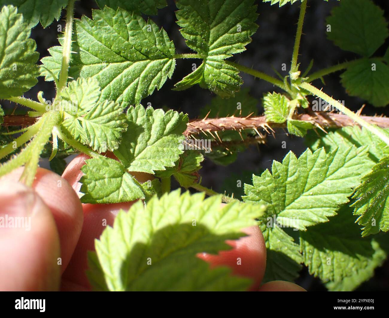 whitebark raspberry (Rubus leucodermis Stock Photo - Alamy