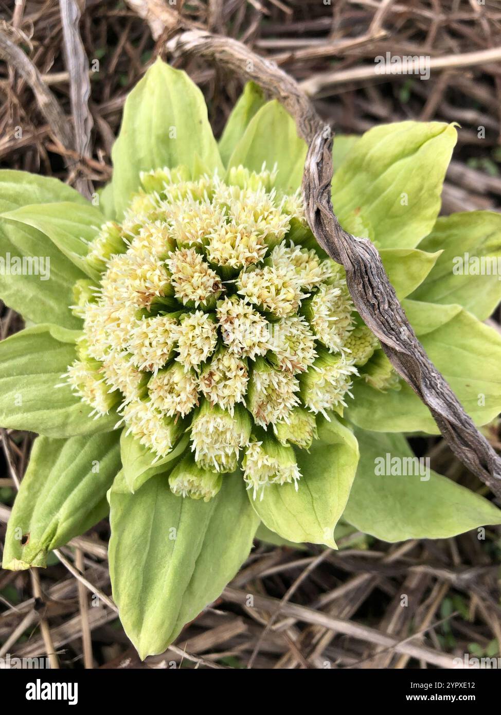 Giant Butterbur (Petasites japonicus Stock Photo - Alamy