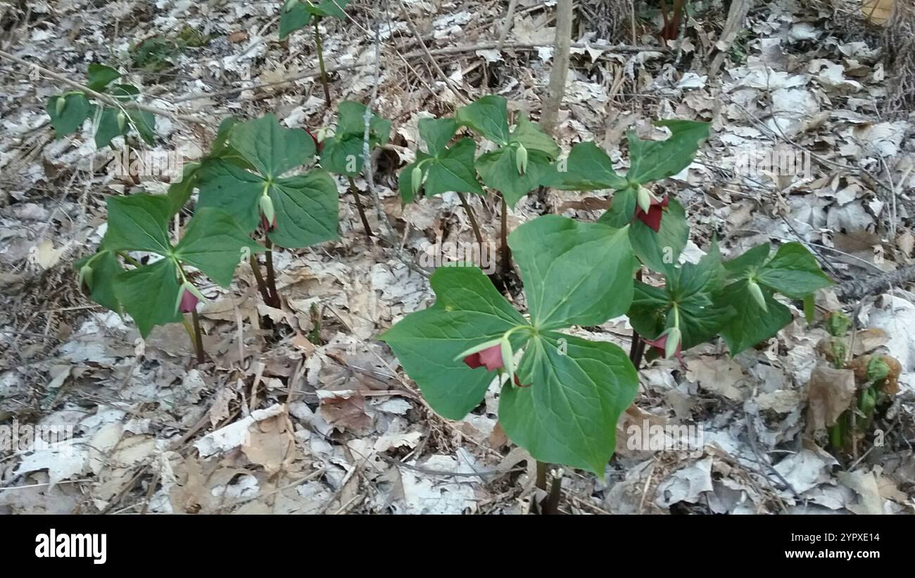 red trillium (Trillium erectum Stock Photo - Alamy