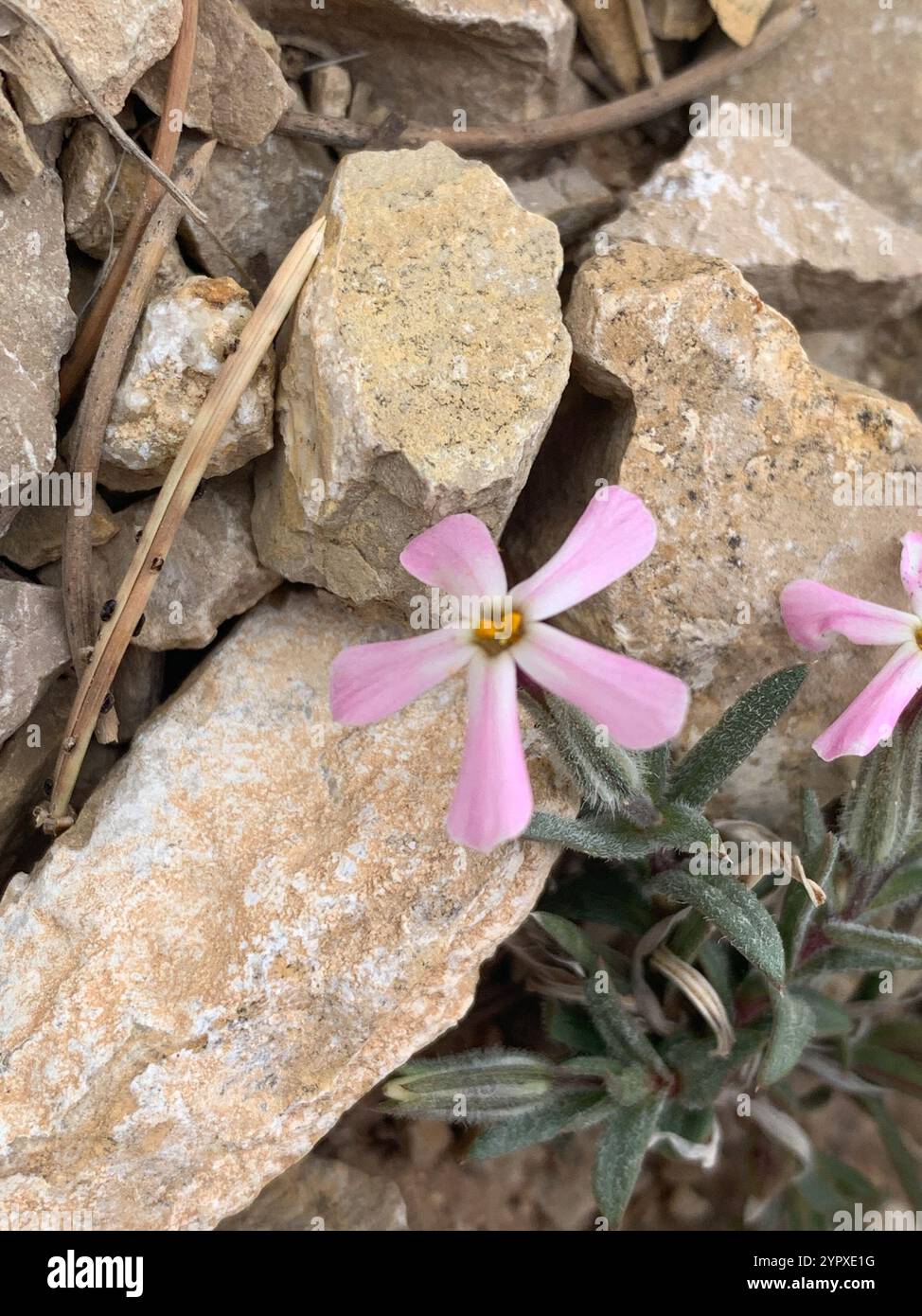 Longleaf Phlox (Phlox longifolia Stock Photo - Alamy
