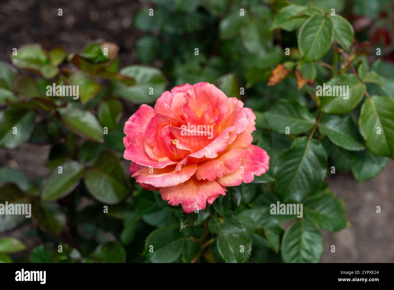 Anna's Promise Rose flowers growing in the garden. United States Stock ...
