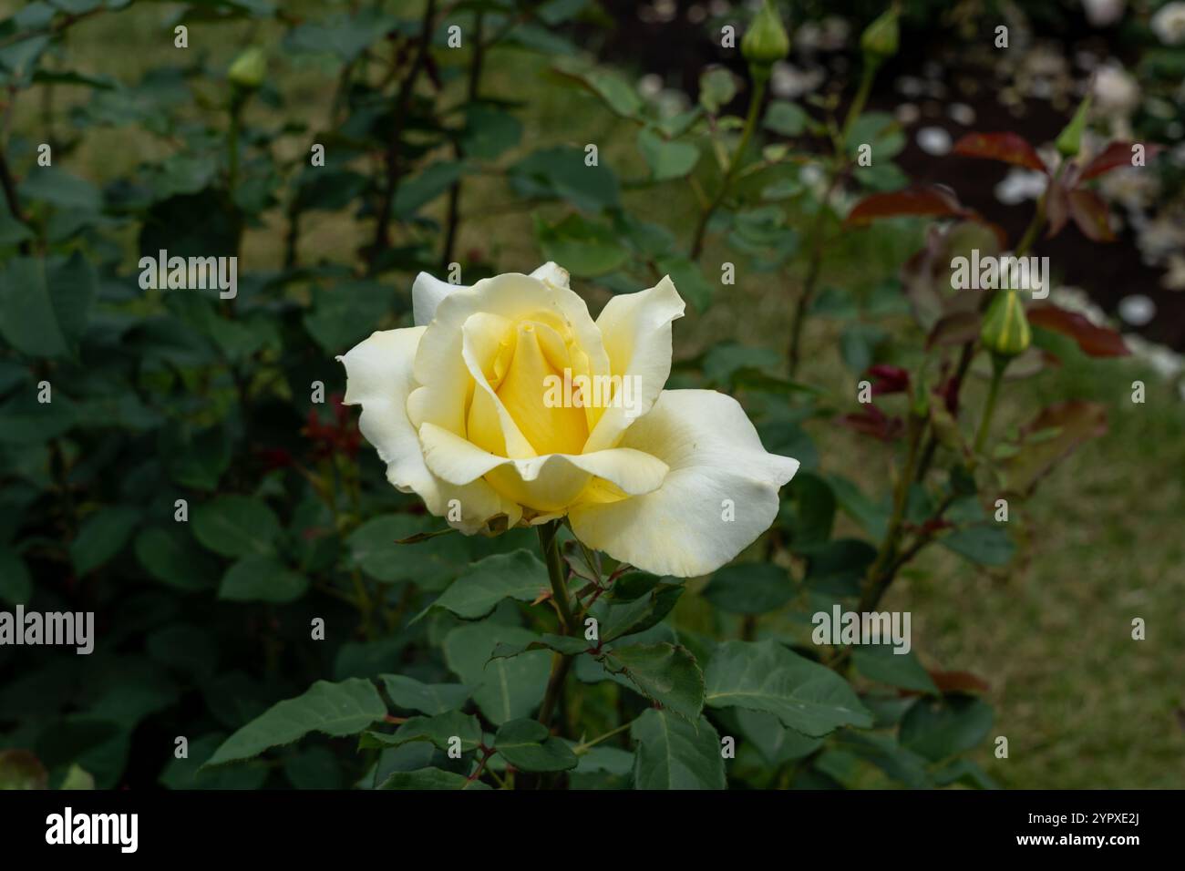 Cultivar elina hi-res stock photography and images - Alamy