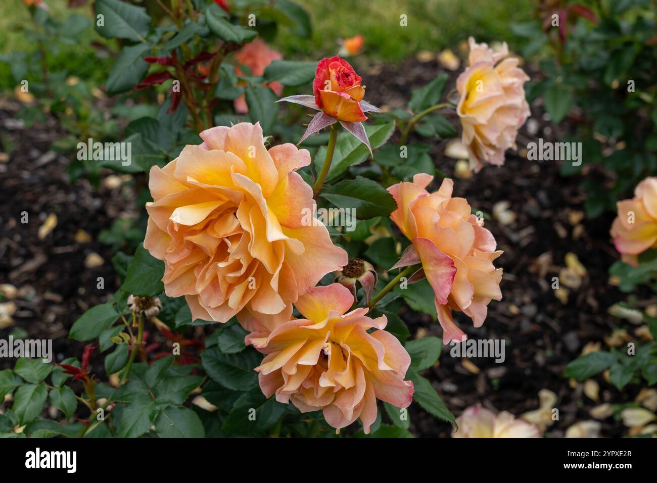 Rosie the Riveter Rose flowers growing in the garden. United States ...