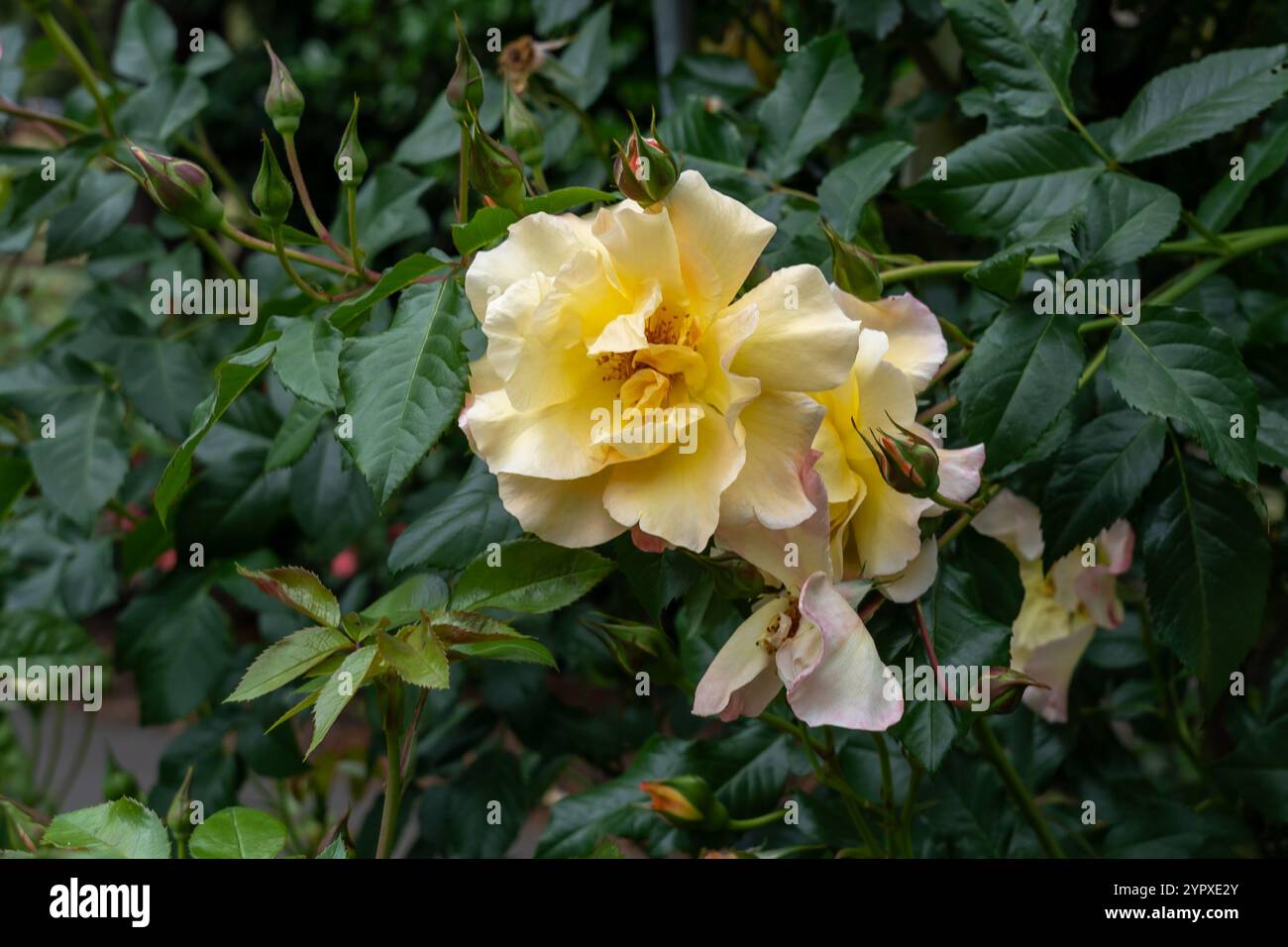Moonlight rose flowers growing hi-res stock photography and images - Alamy