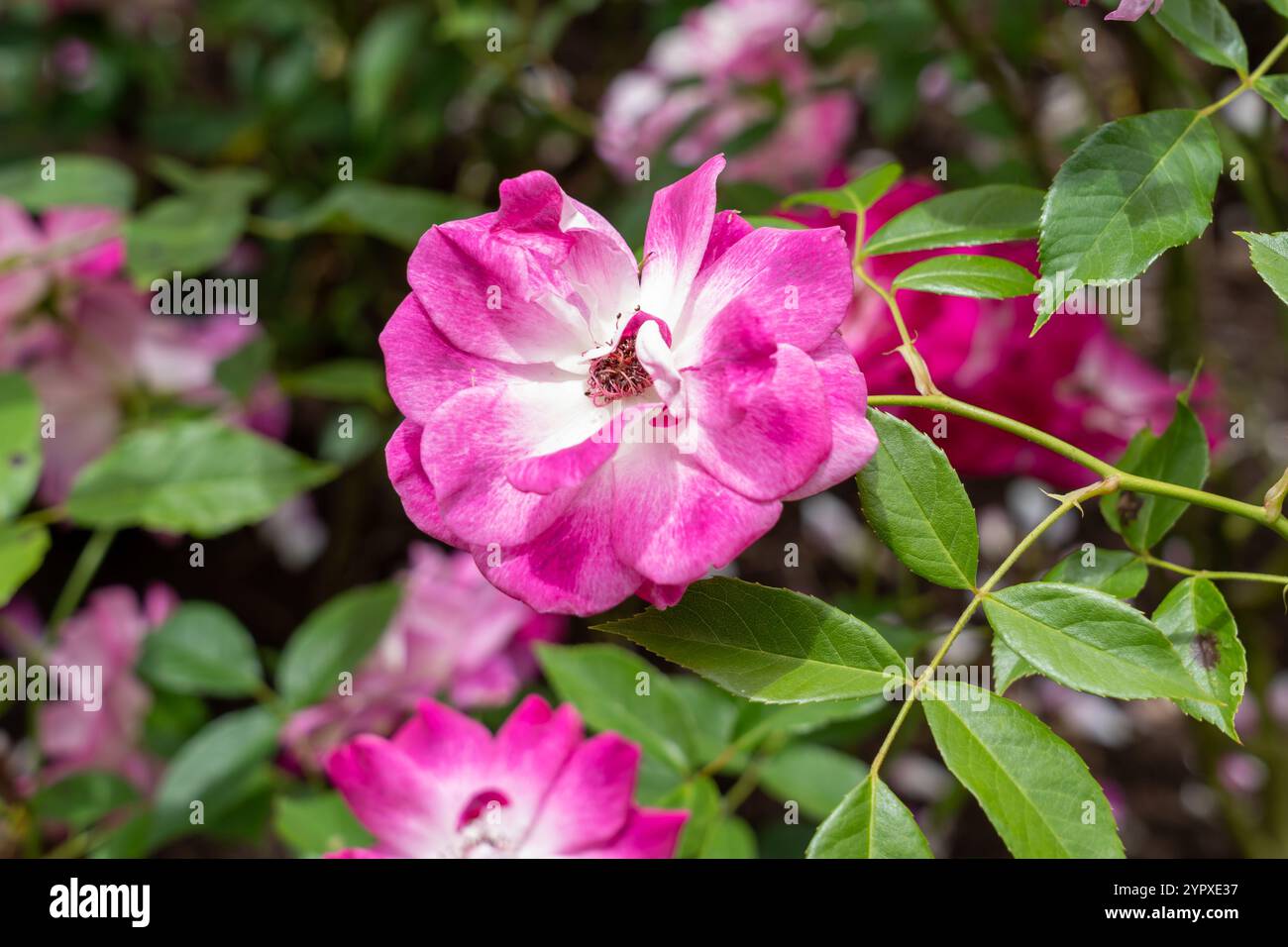 Brilliant Pink Iceberg Rose flowers growing in the garden. United ...