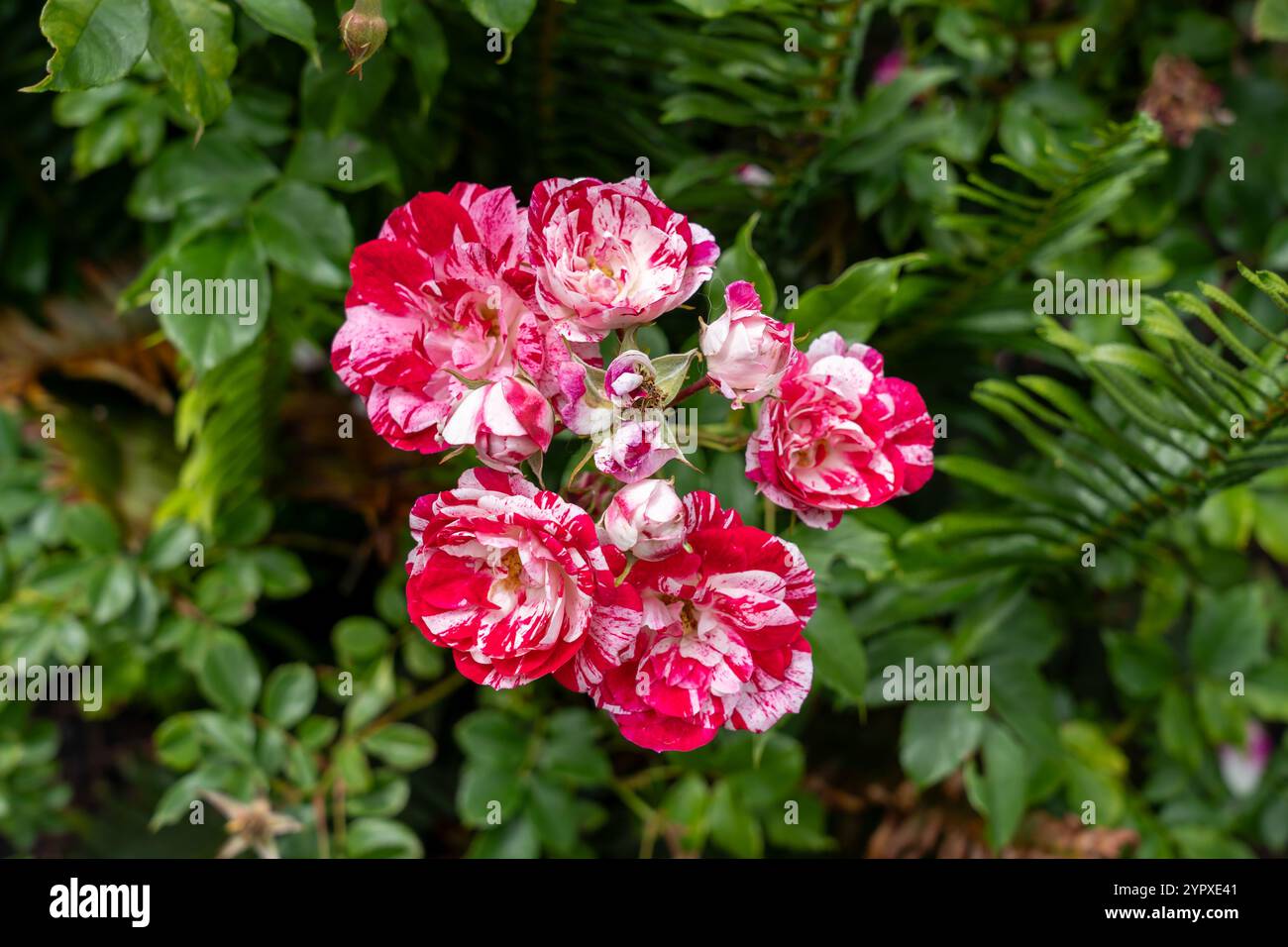 Rockin' Robin Rose flowers growing in the garden. United States Stock ...