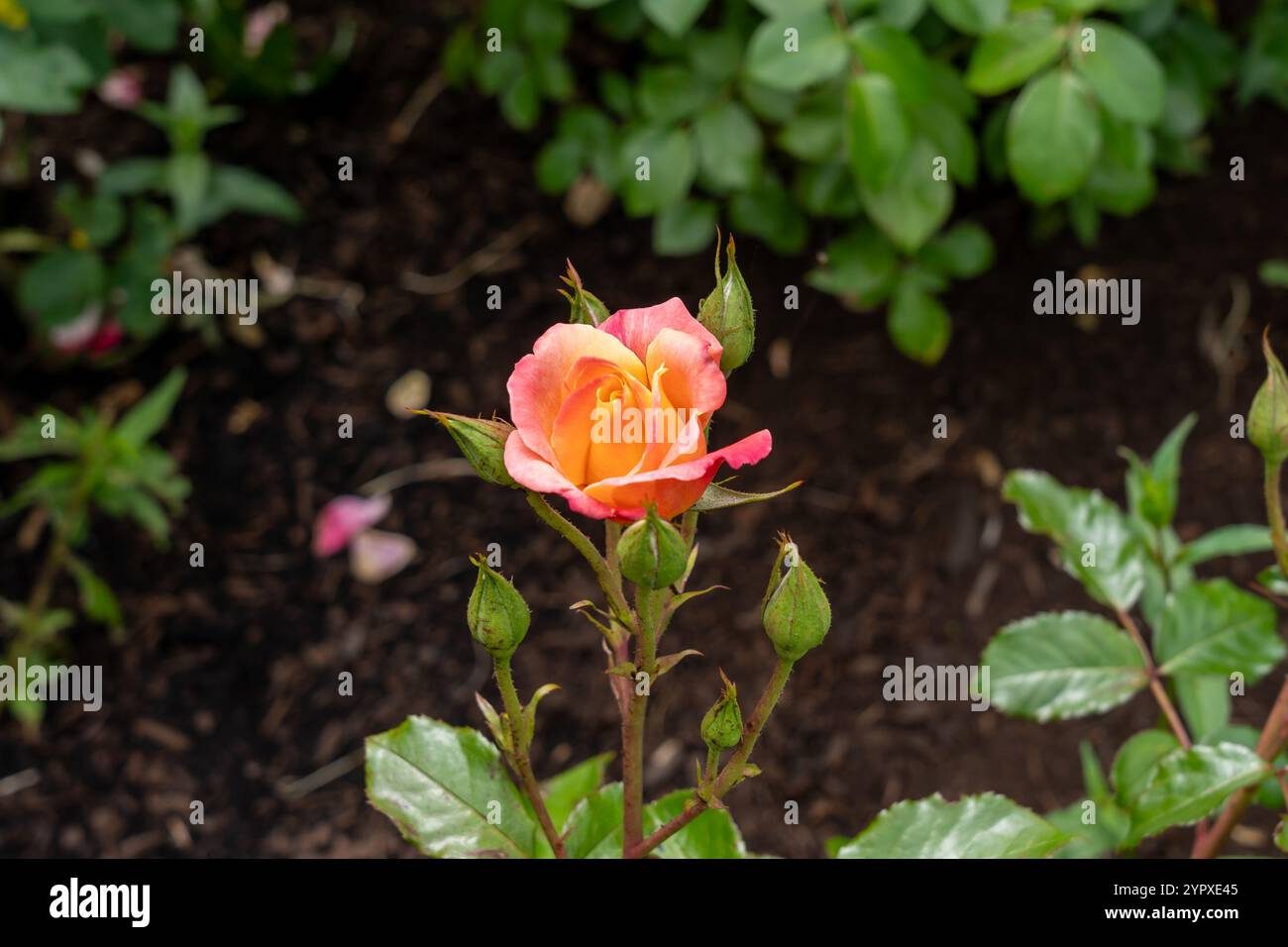 Tuscan Sun Rose flowers growing in the garden. United States Stock ...