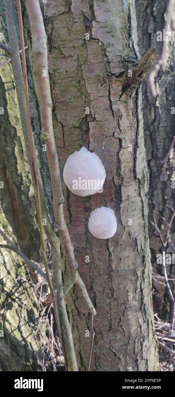 False Puffball (Reticularia lycoperdon Stock Photo - Alamy