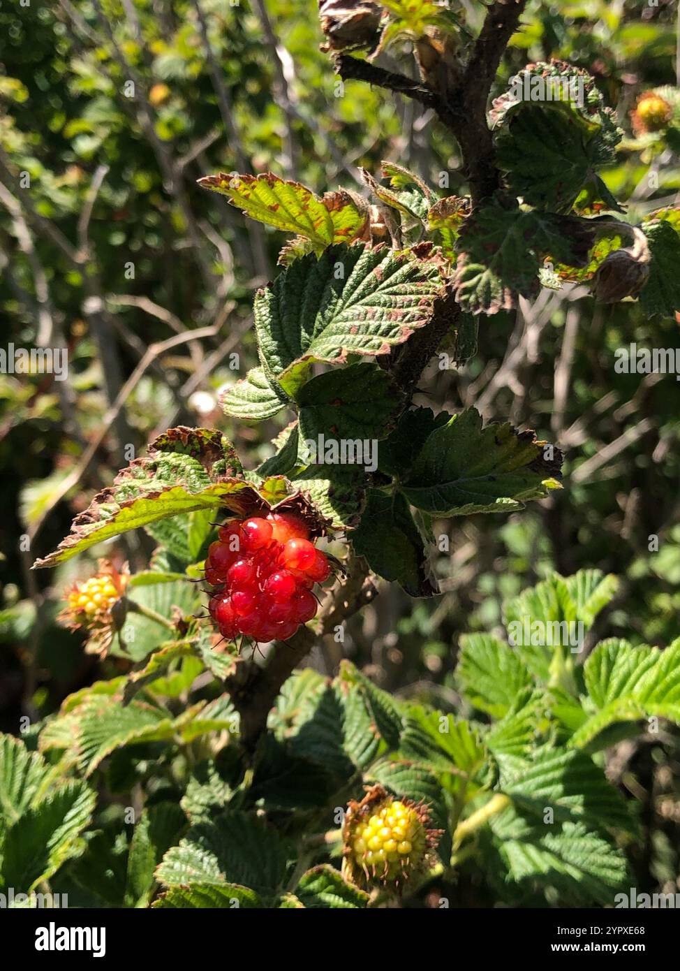 Salmonberry (Rubus spectabilis Stock Photo - Alamy