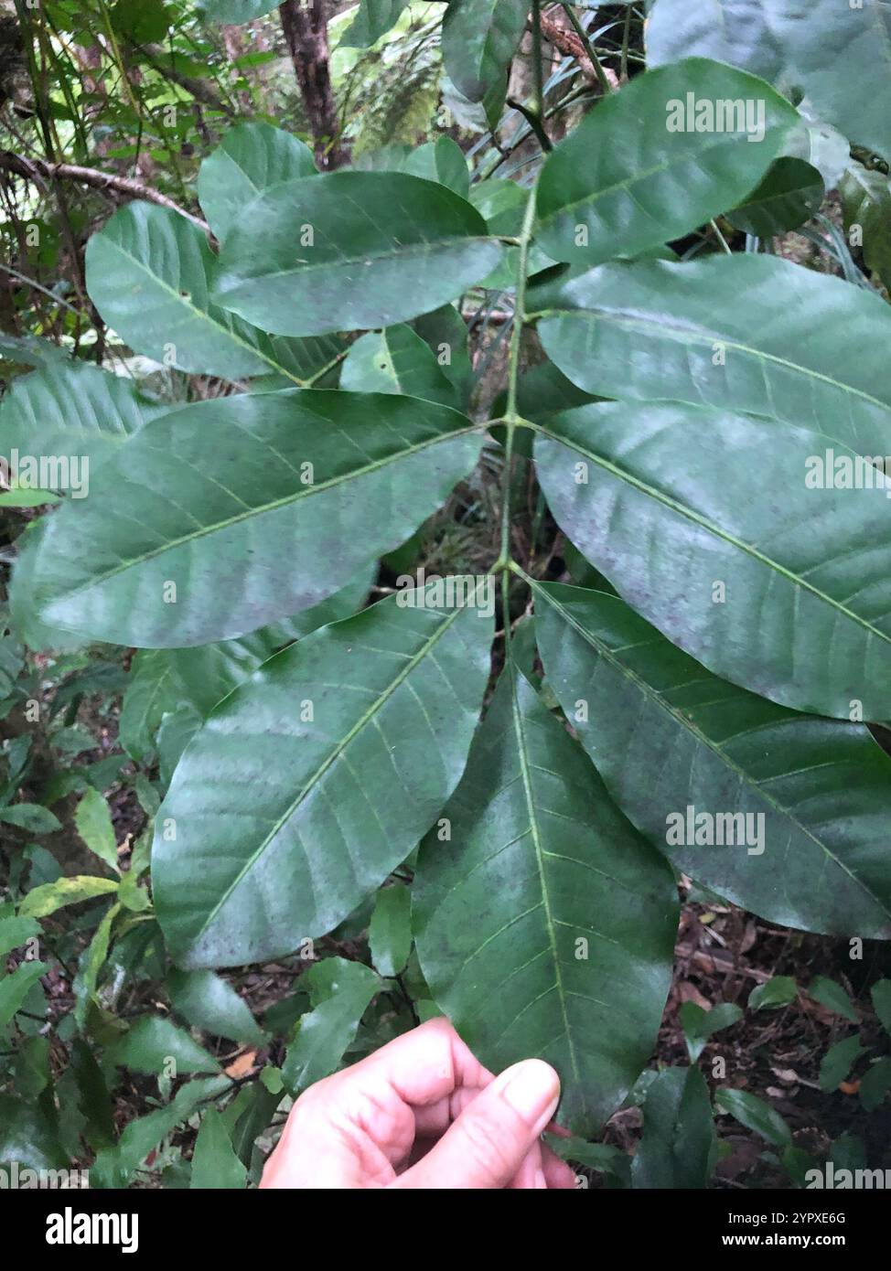 Kohekohe (Didymocheton spectabilis Stock Photo - Alamy