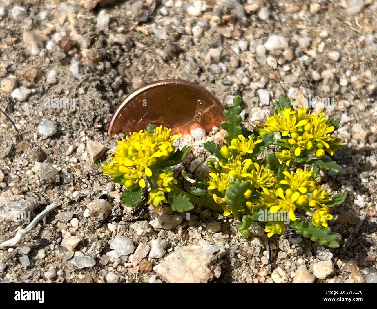 Peppercress hi-res stock photography and images - Alamy