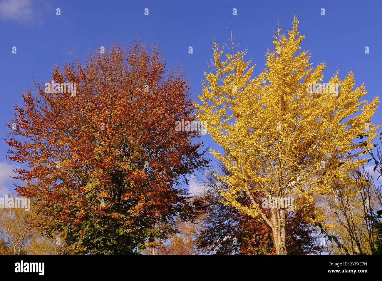 Indian summer phenomena hi-res stock photography and images - Alamy