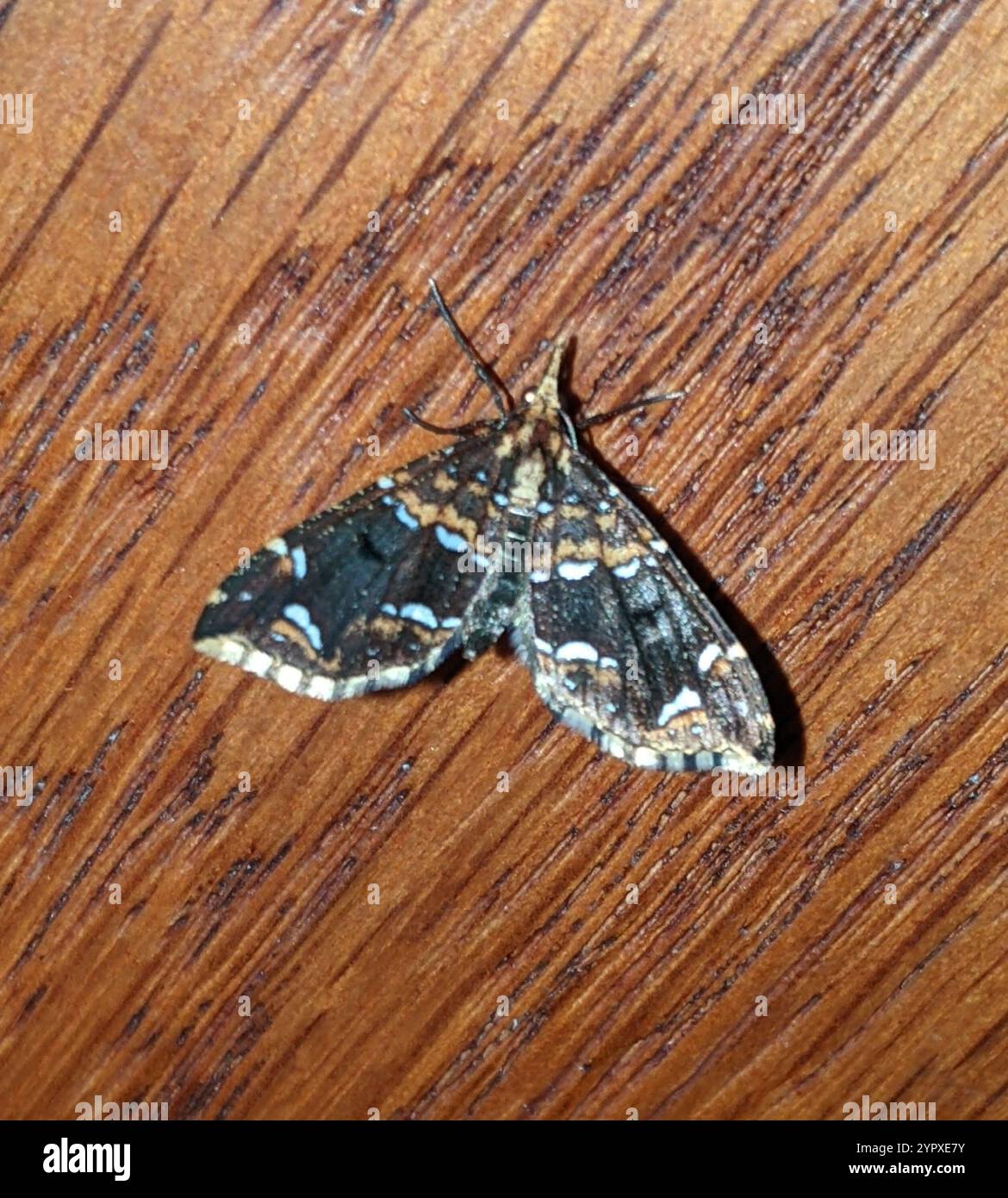Carpet Moths (Larentiinae Stock Photo - Alamy