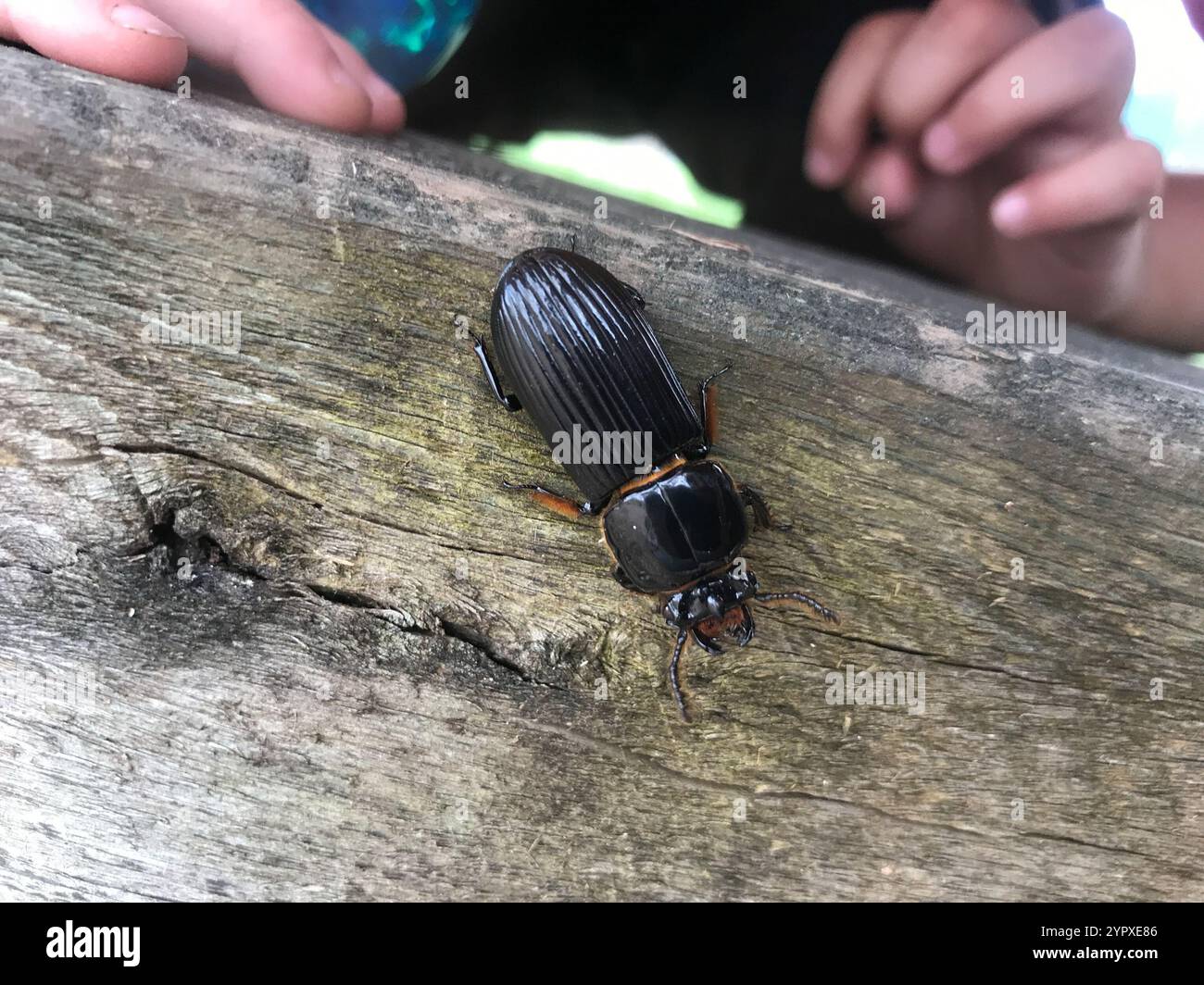 Horned Passalus Beetle (Odontotaenius disjunctus Stock Photo - Alamy