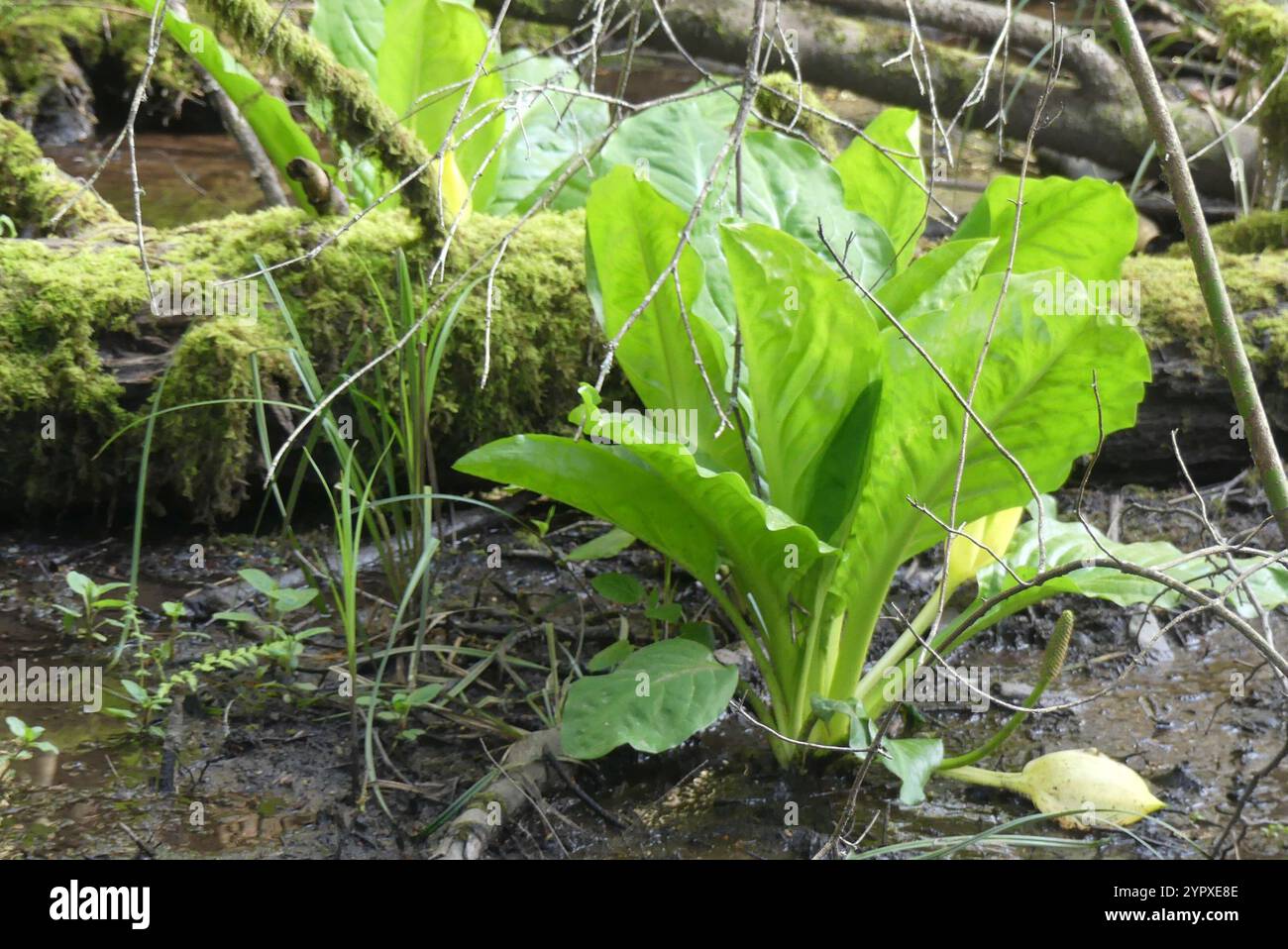 western skunk cabbage (Lysichiton americanus Stock Photo - Alamy