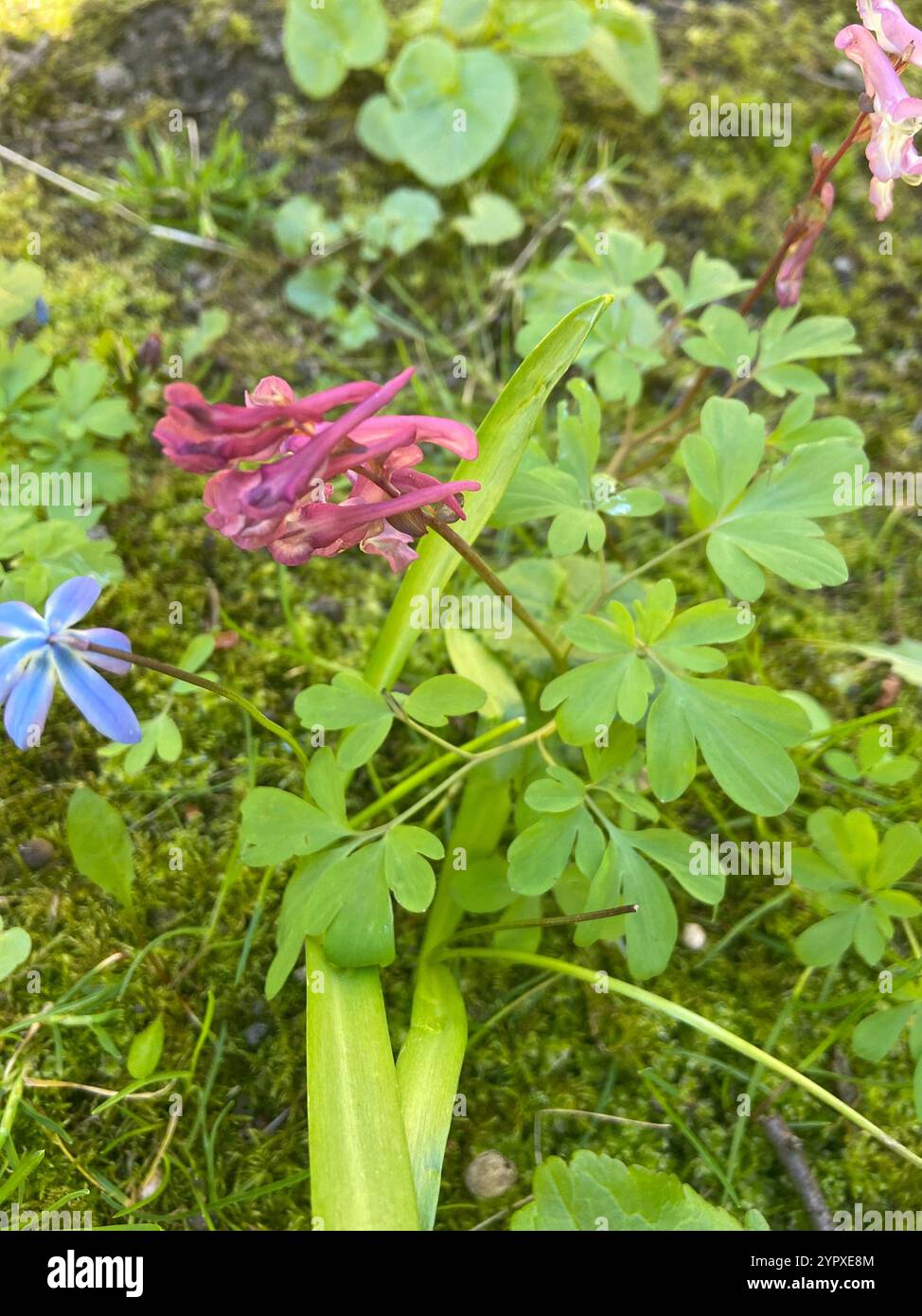 Hollowroot (Corydalis cava Stock Photo - Alamy