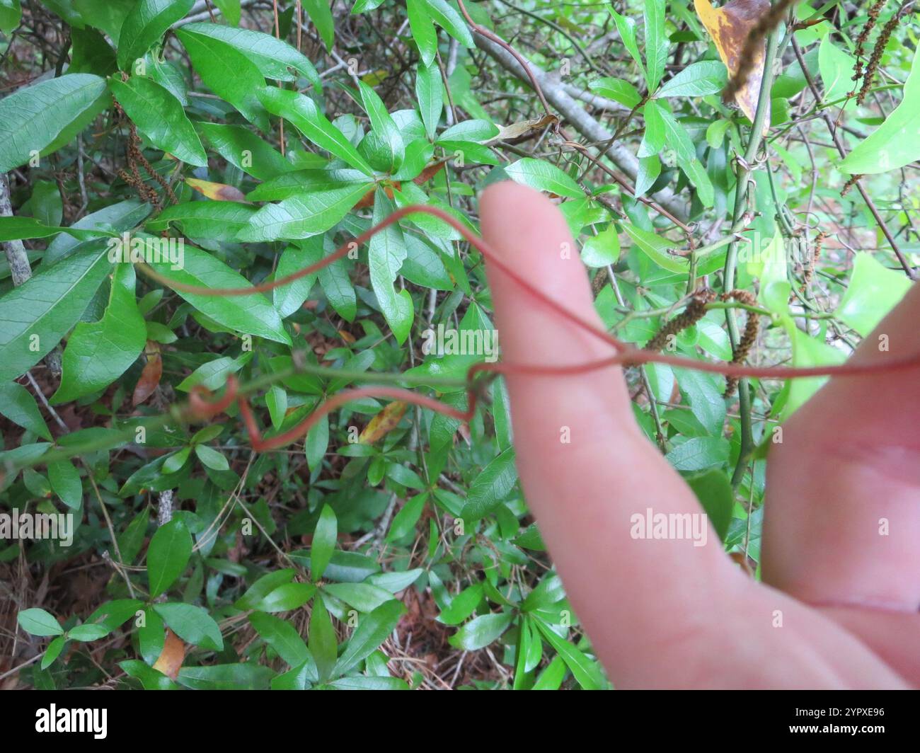 graybark grape (Vitis cinerea Stock Photo - Alamy