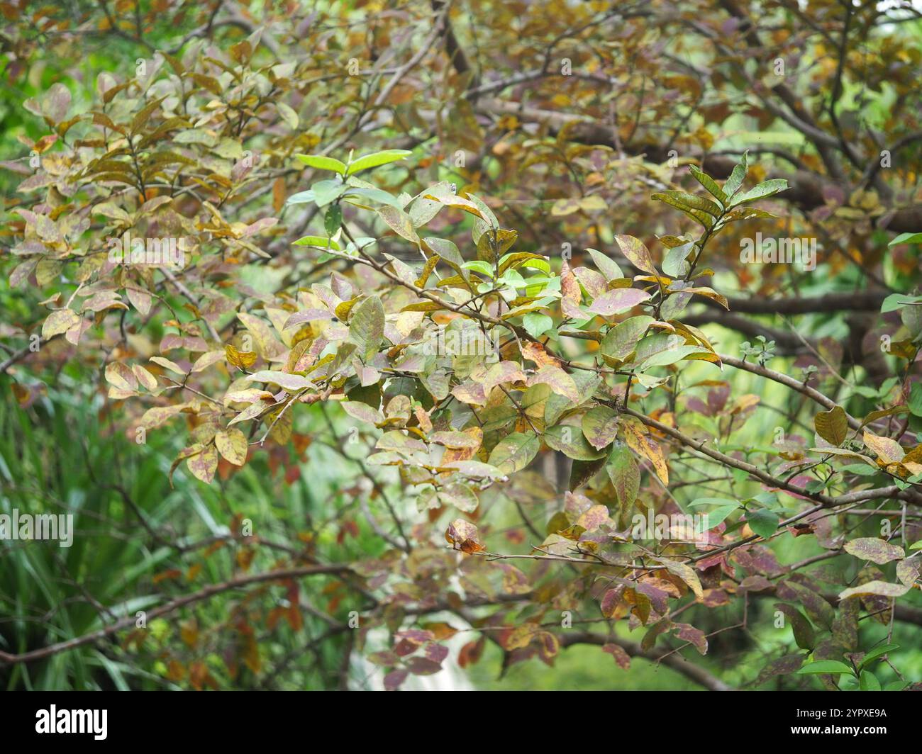 Common guava (Psidium guajava Stock Photo - Alamy