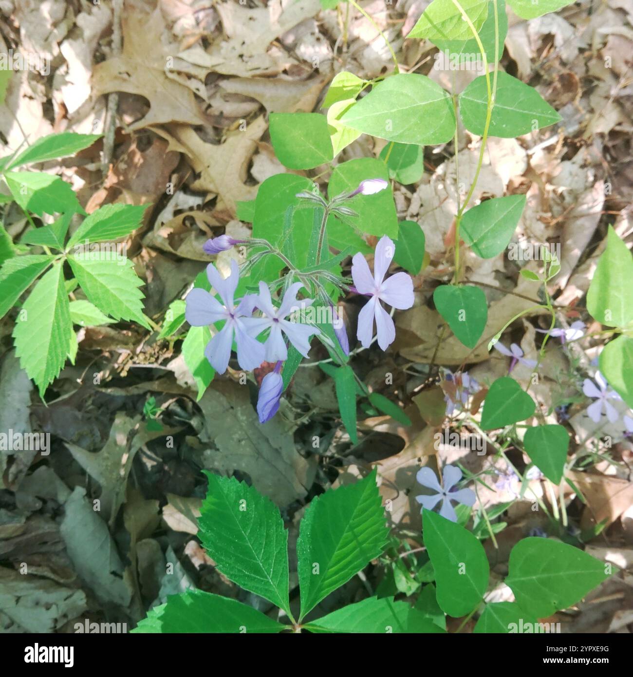 blue phlox (Phlox divaricata Stock Photo - Alamy