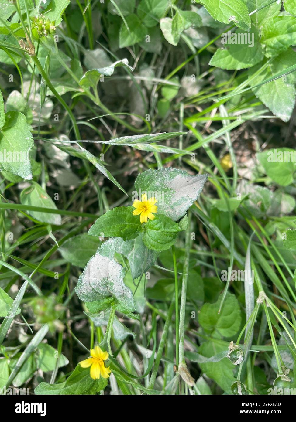 straggler daisy (Calyptocarpus vialis Stock Photo - Alamy