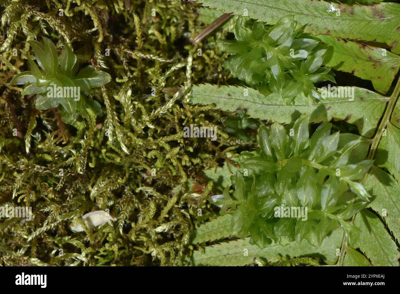 Badge Moss (Plagiomnium insigne Stock Photo - Alamy