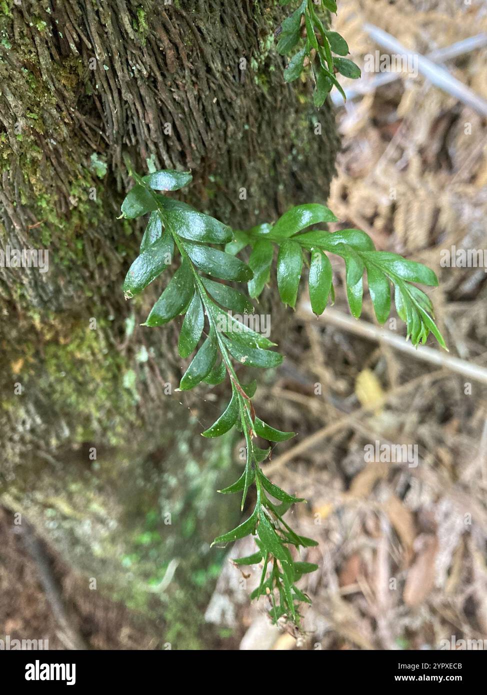 Fork Fern (Tmesipteris tannensis Stock Photo - Alamy