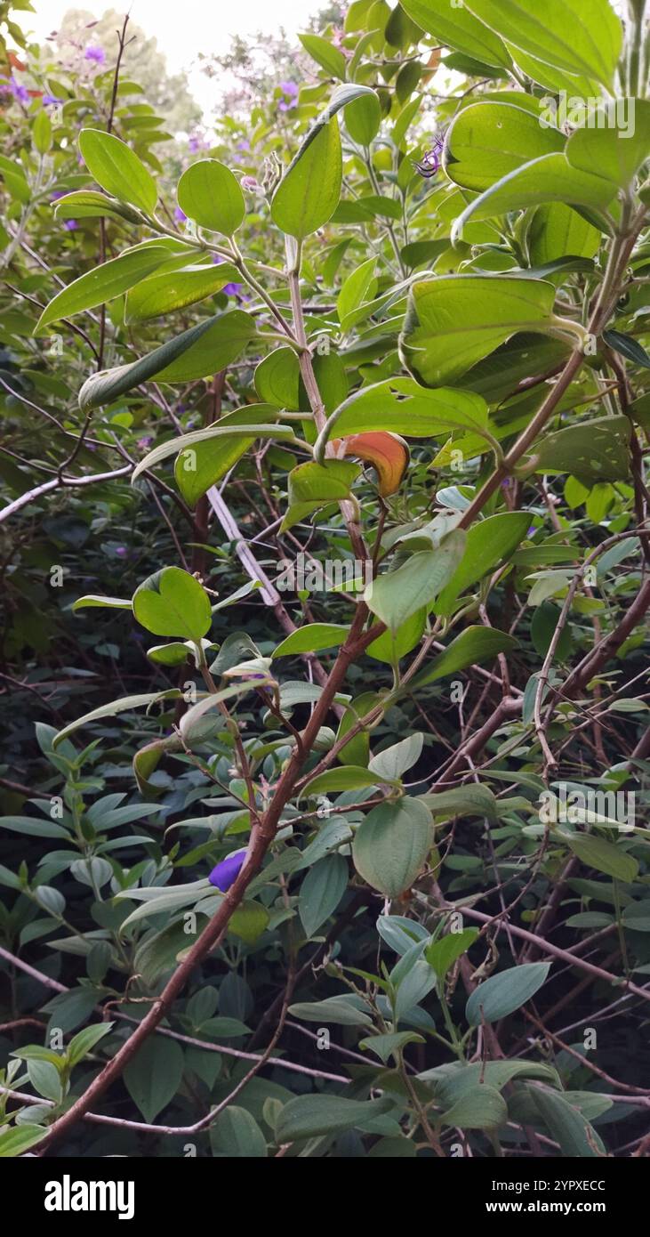 Glory bush (Pleroma urvilleanum Stock Photo - Alamy