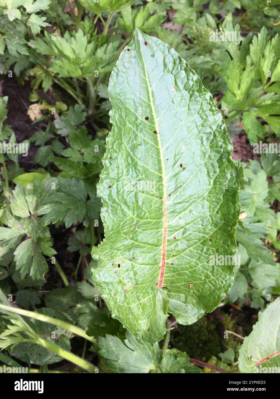 broad-leaved dock (Rumex obtusifolius Stock Photo - Alamy