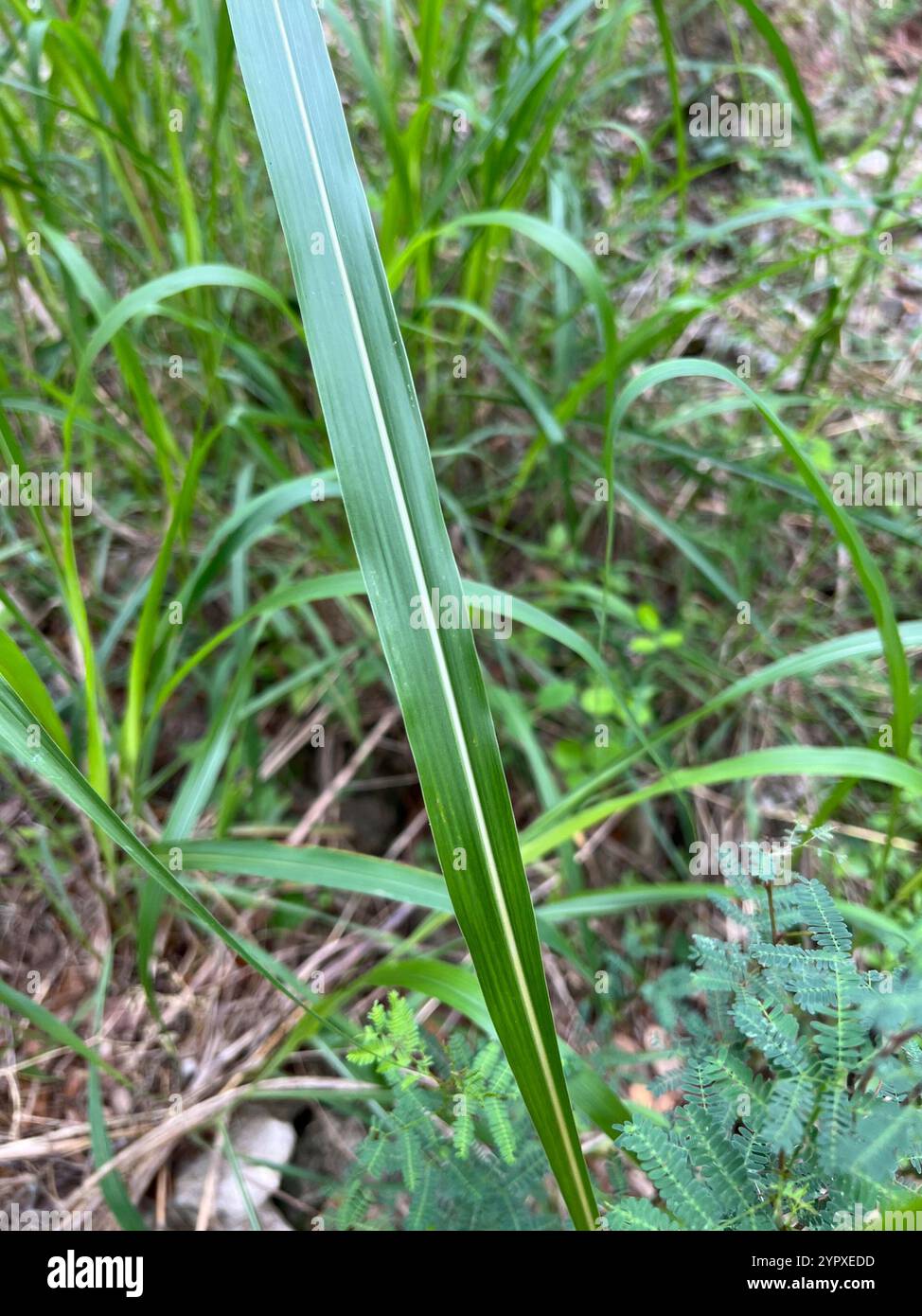 Johnson grass (Sorghum halepense Stock Photo - Alamy