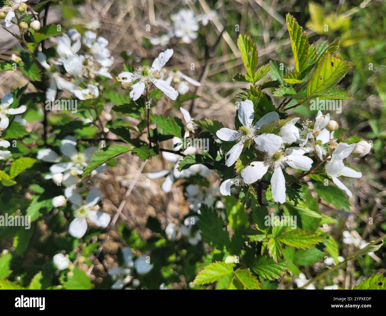 Pensilvanicus hi-res stock photography and images - Alamy