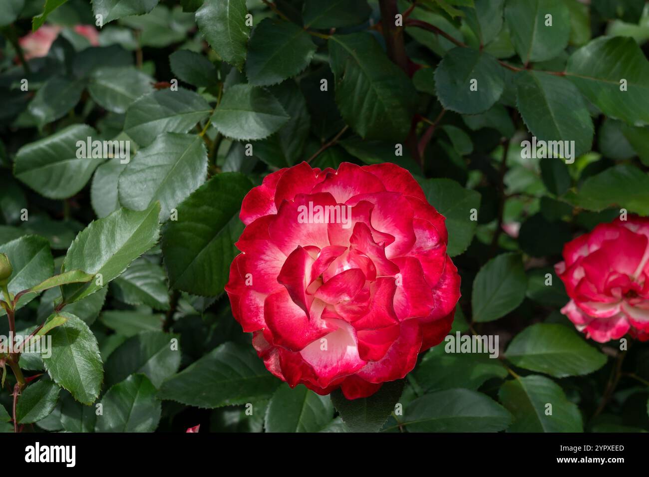 Blumenstadt tulln hi-res stock photography and images - Alamy