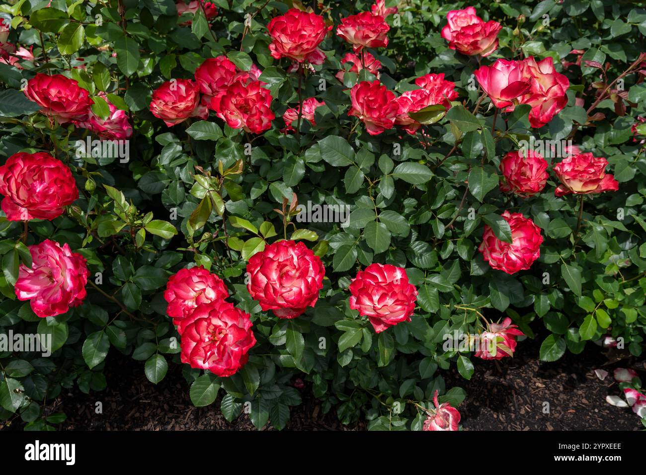 Cherry Parfait Rose flowers growing in the garden. United States Stock ...