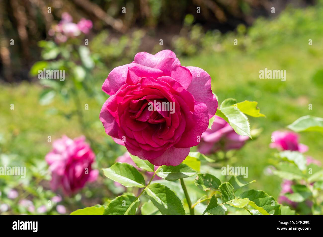 Rosa sweet madame blue hi-res stock photography and images - Alamy