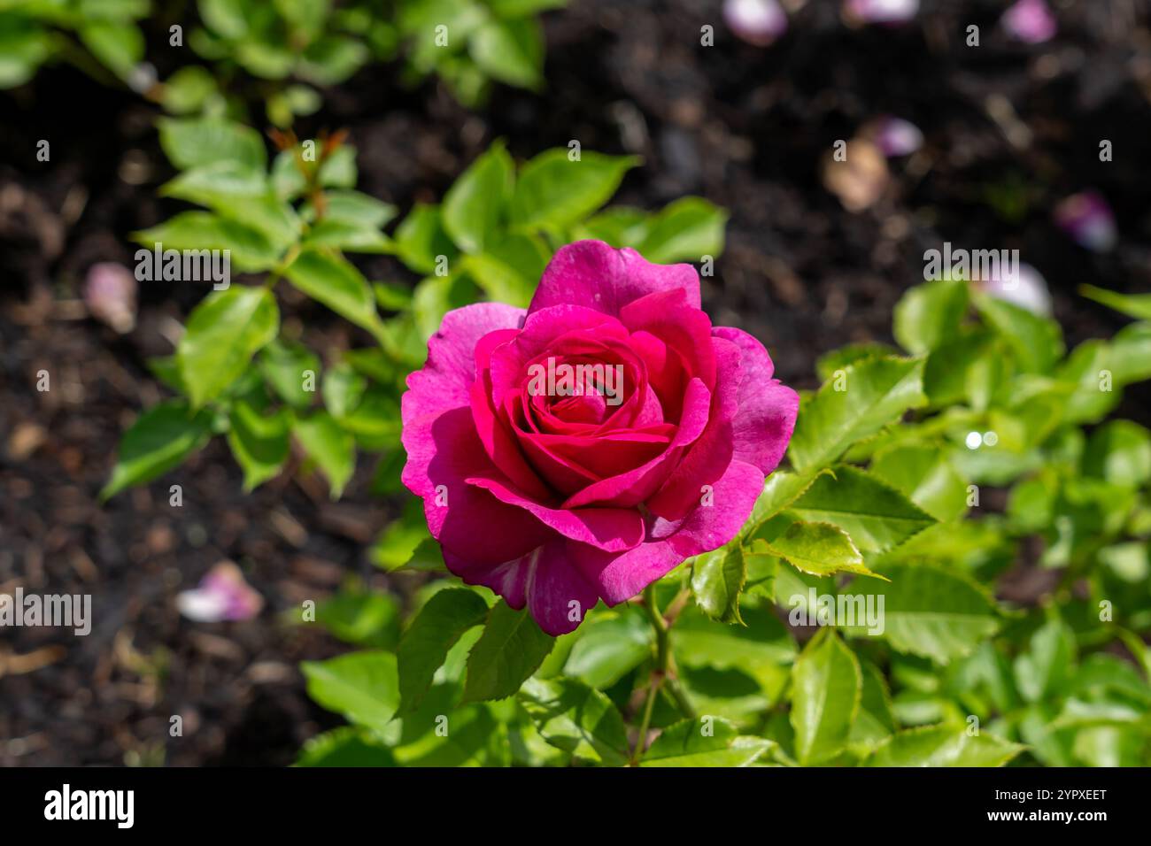 Sweet Madame Blue Rose flowers growing in the garden. United States ...