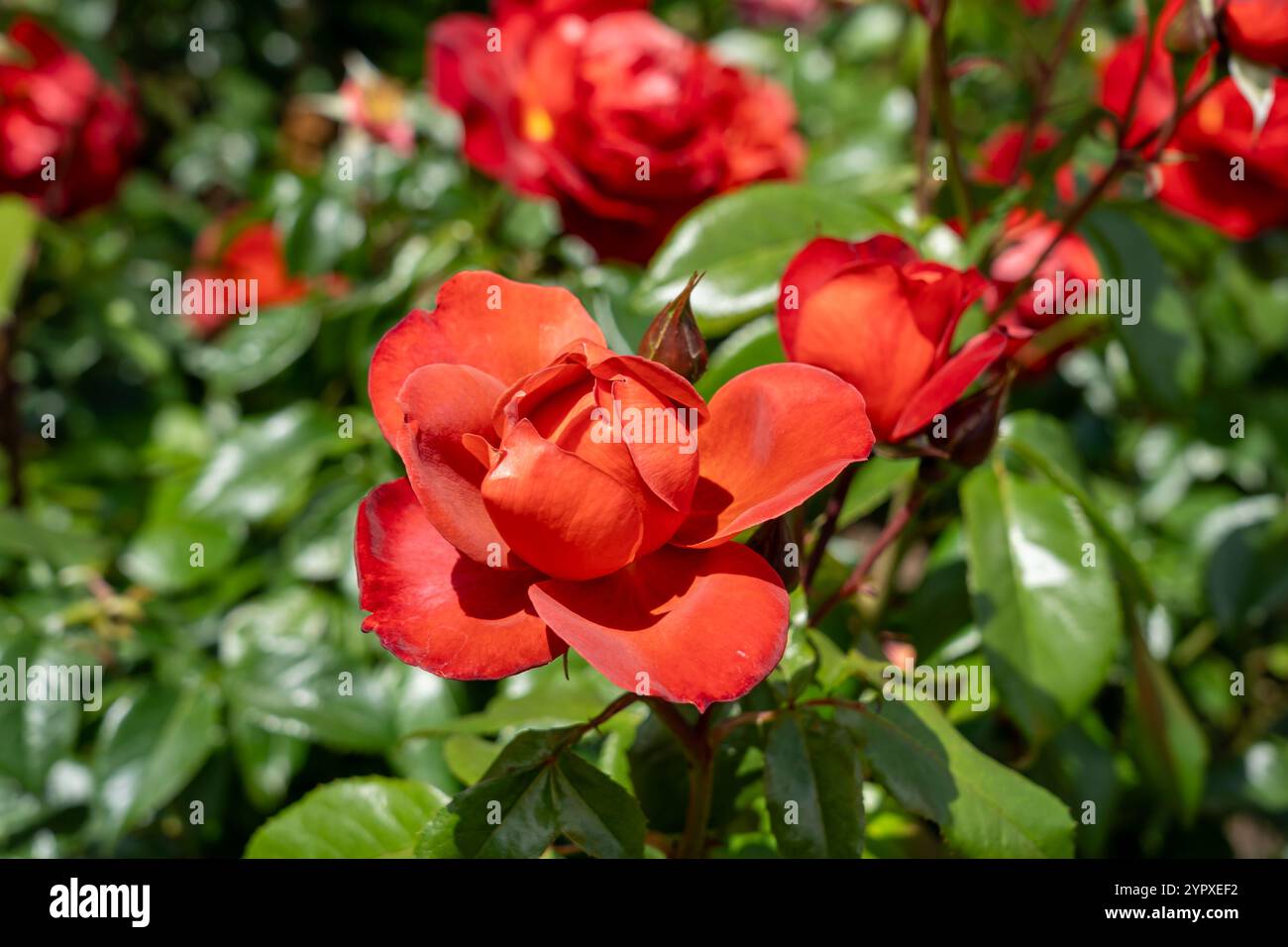 Hot Cocoa Rose flowers growing in the garden. United States Stock Photo ...