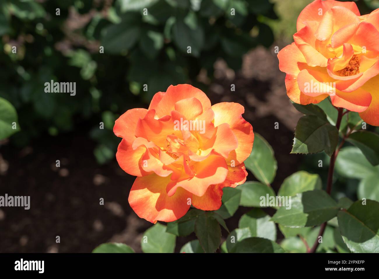 Rosa summer sunset hi-res stock photography and images - Alamy