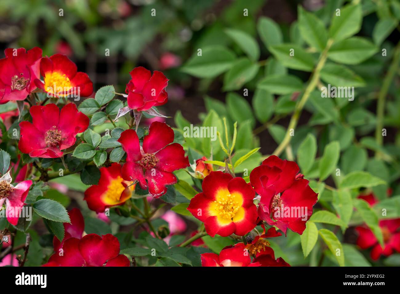Playful people hi-res stock photography and images - Alamy