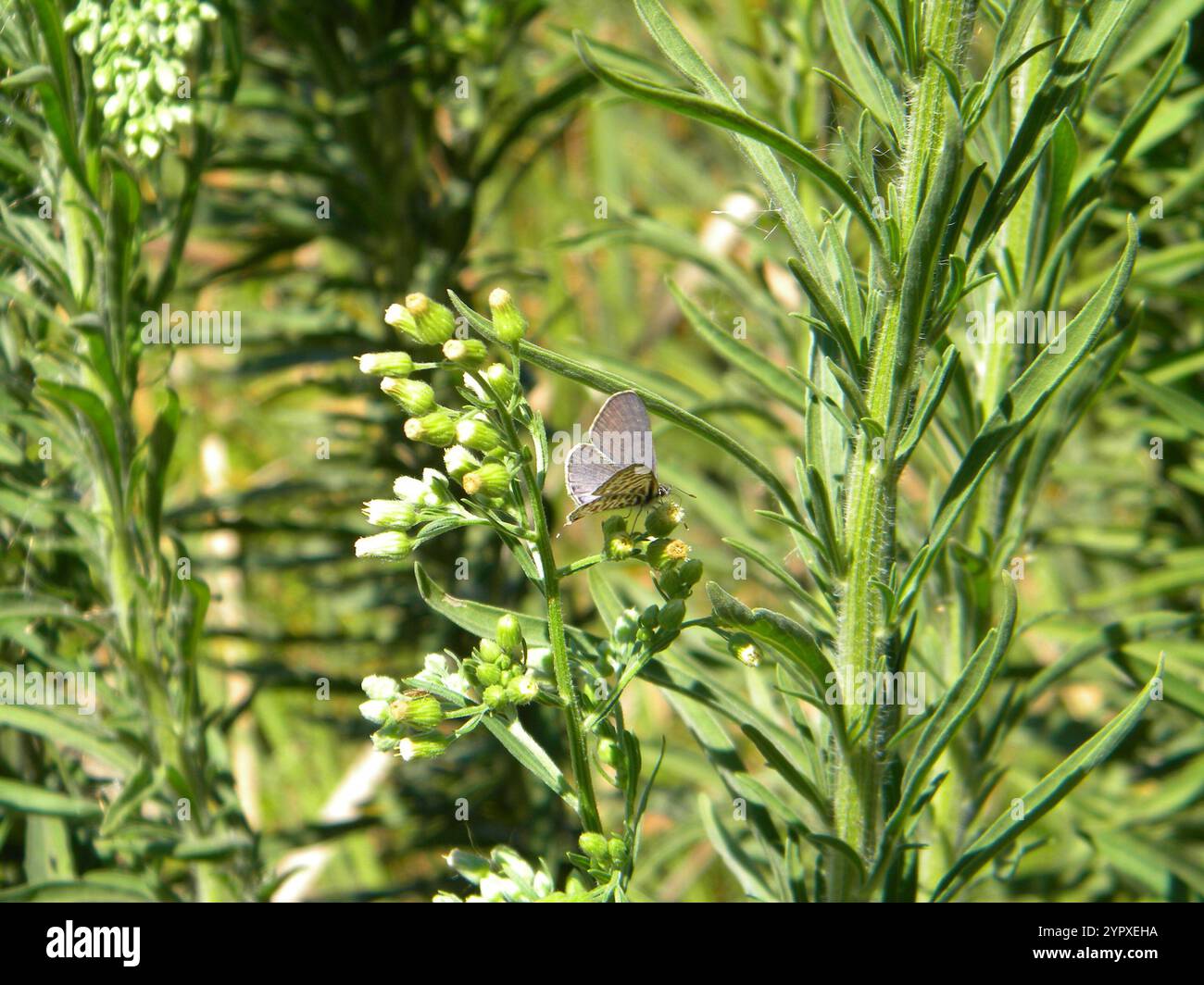 Common Blue Complex (Leptotes pirithous Stock Photo - Alamy