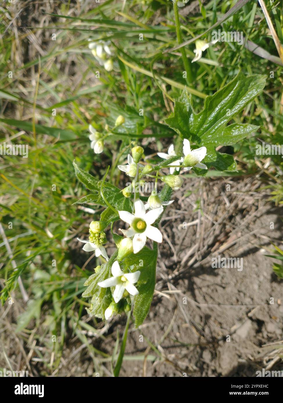 coastal manroot (Marah oregana Stock Photo - Alamy