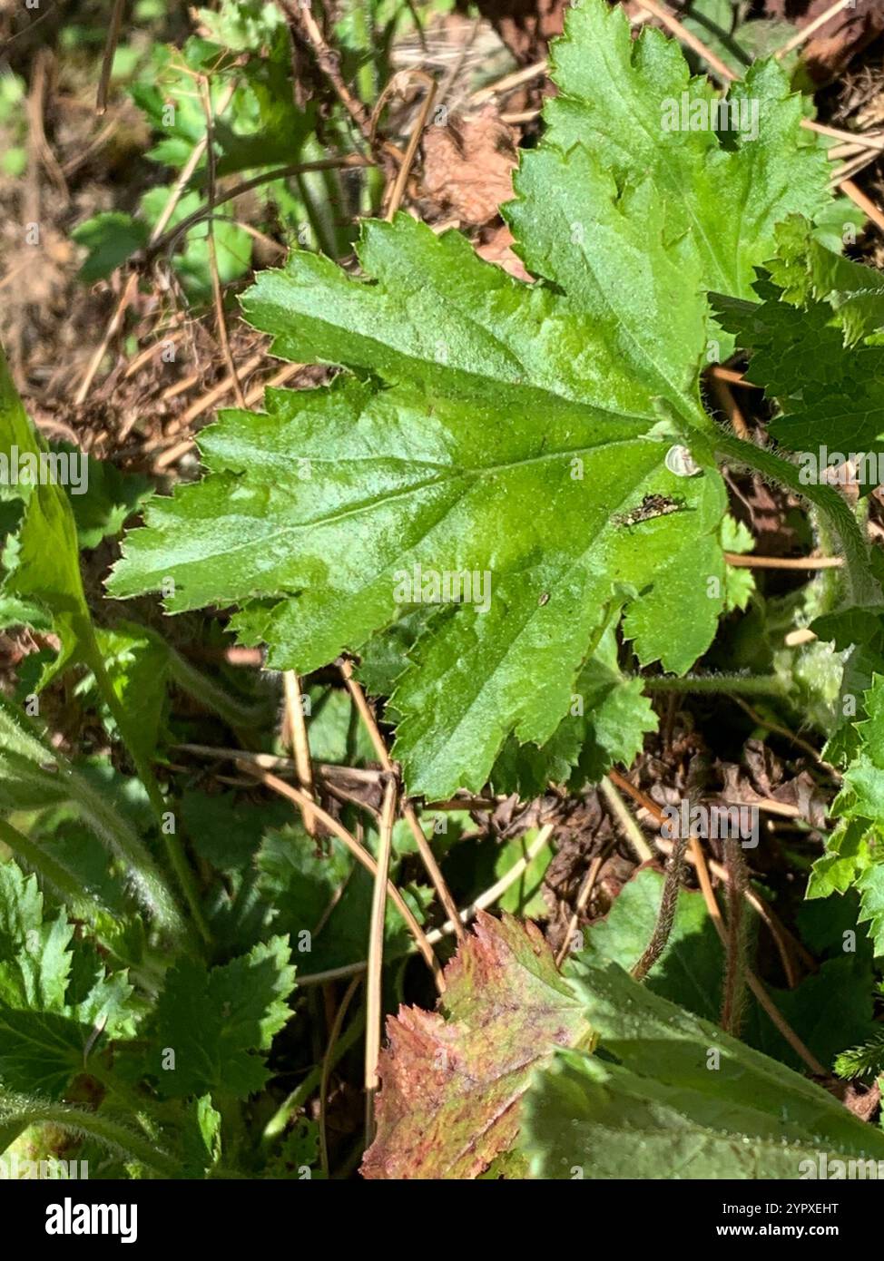 crevice alumroot (Heuchera micrantha Stock Photo - Alamy