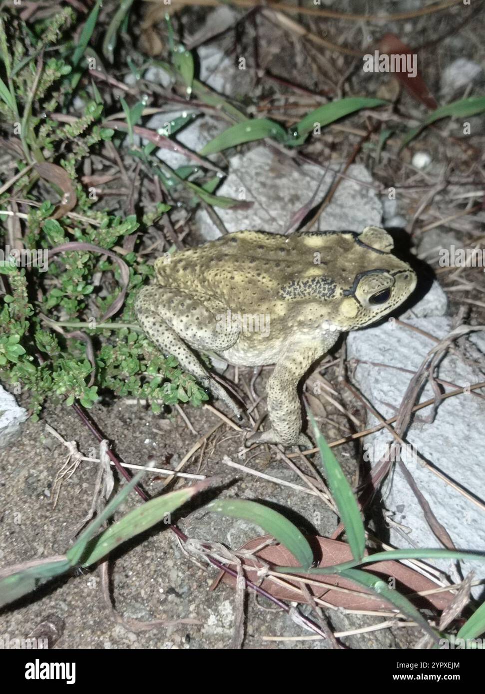 Asian Common Toad (Duttaphrynus melanostictus Stock Photo - Alamy