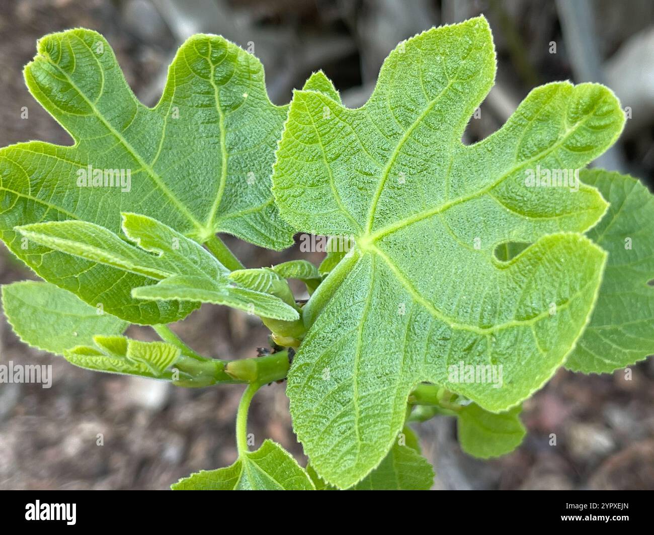 common fig (Ficus carica Stock Photo - Alamy