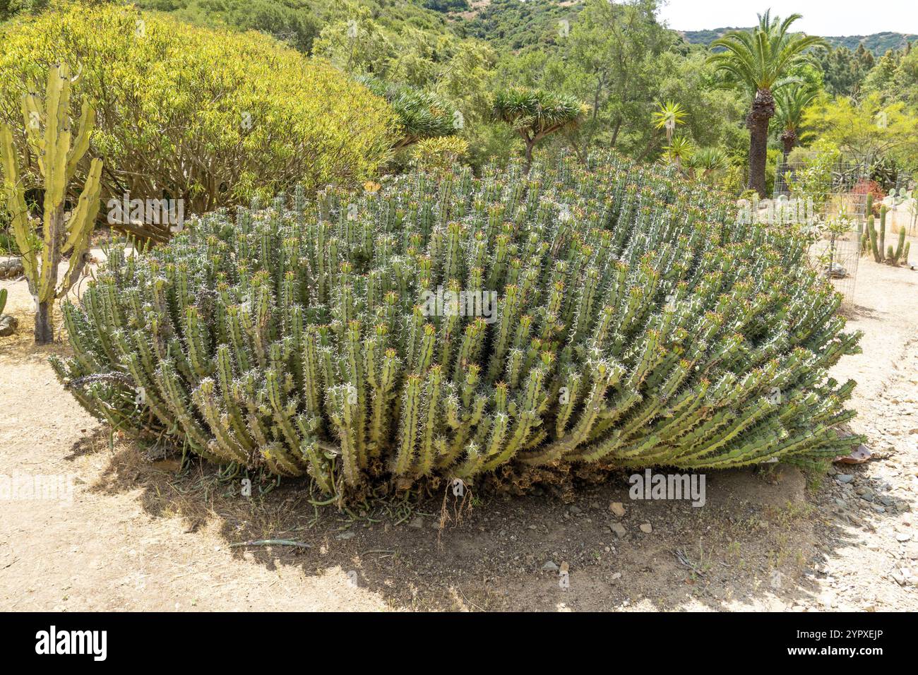Euphorbia is a very large and diverse genus of flowering plants ...