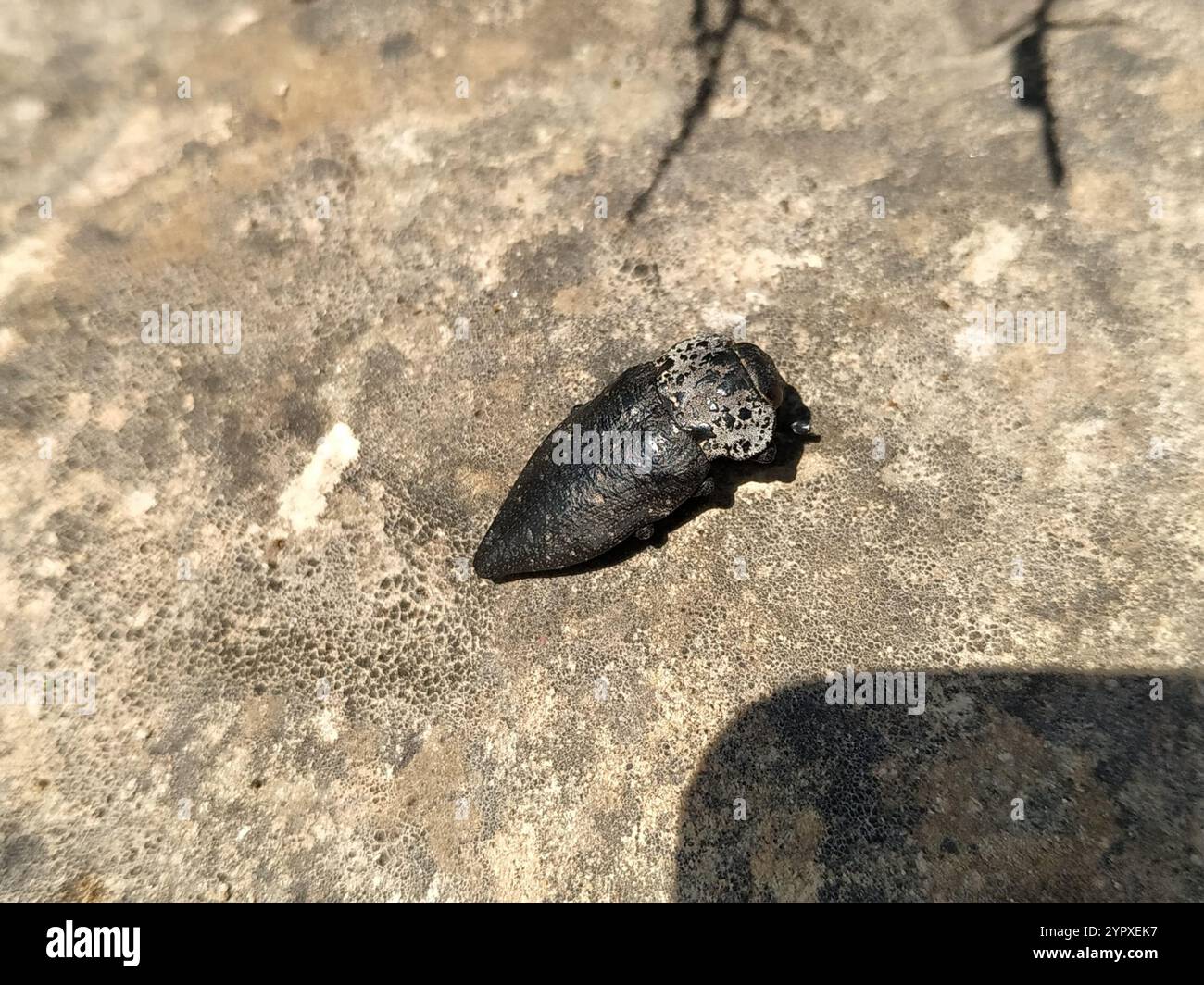 Flat-headed Root-borer (Capnodis tenebrionis Stock Photo - Alamy