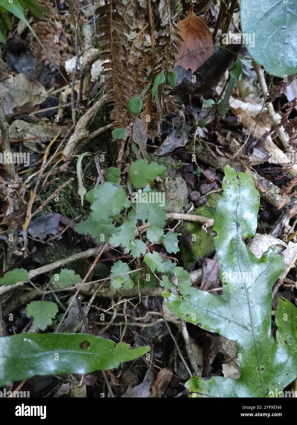 Hoheria hi-res stock photography and images - Alamy