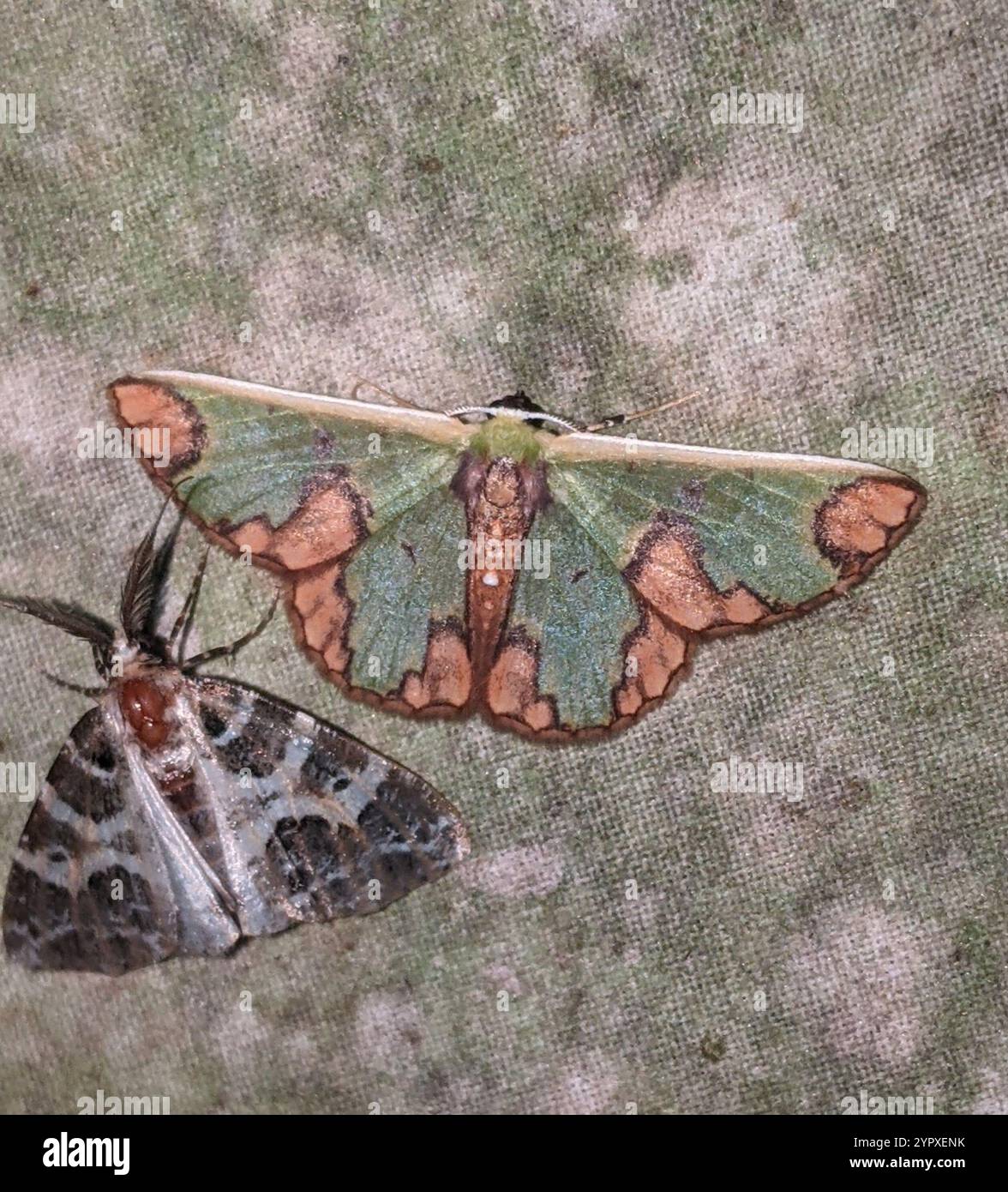 Geometer Moths (Geometridae Stock Photo - Alamy